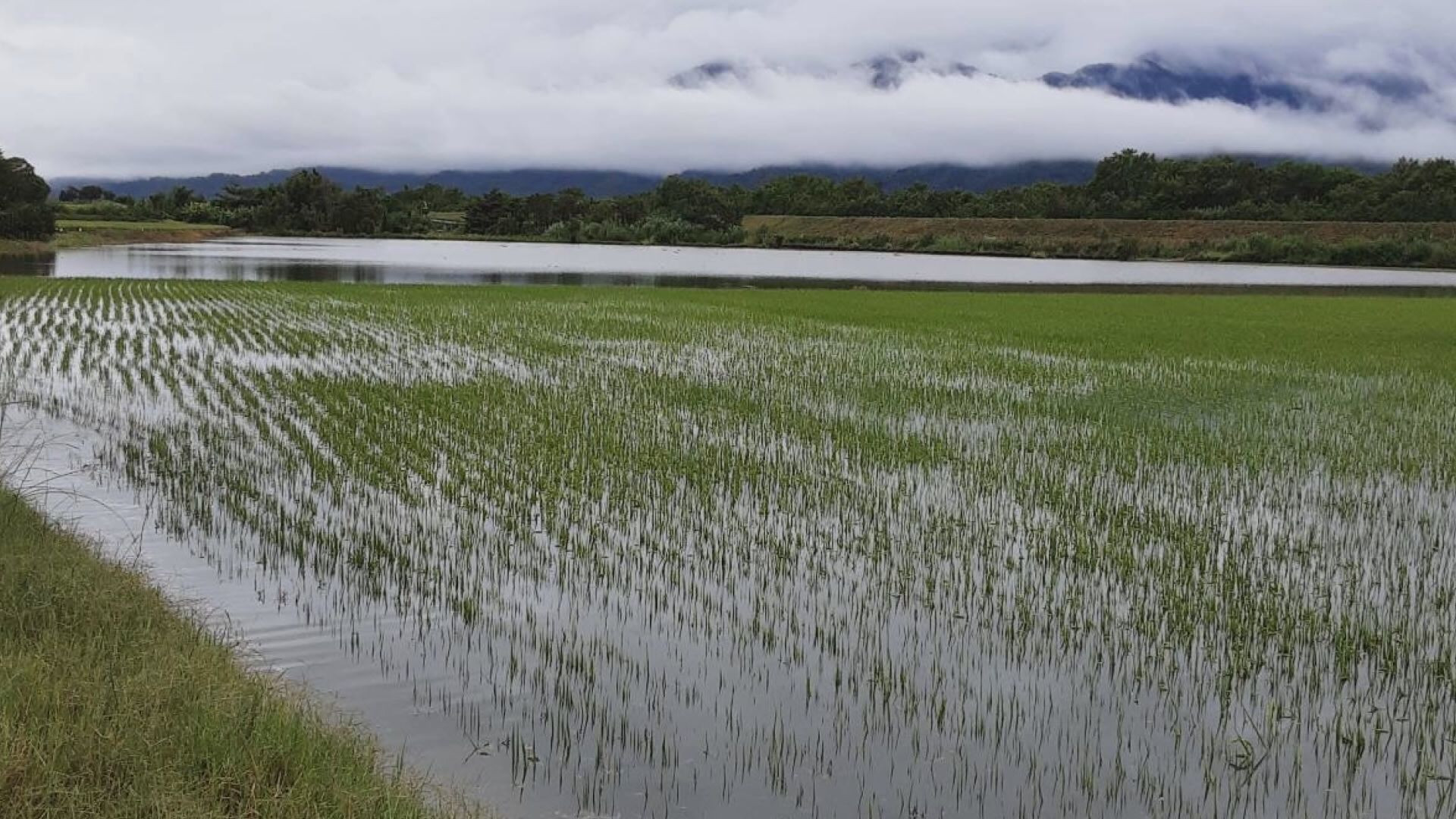 Chicken Farmers Suffer Flood Damage in Hualien 尼莎豪雨重創花蓮玉里 稻田雞舍遭淹沒 ｜ 公視 ...