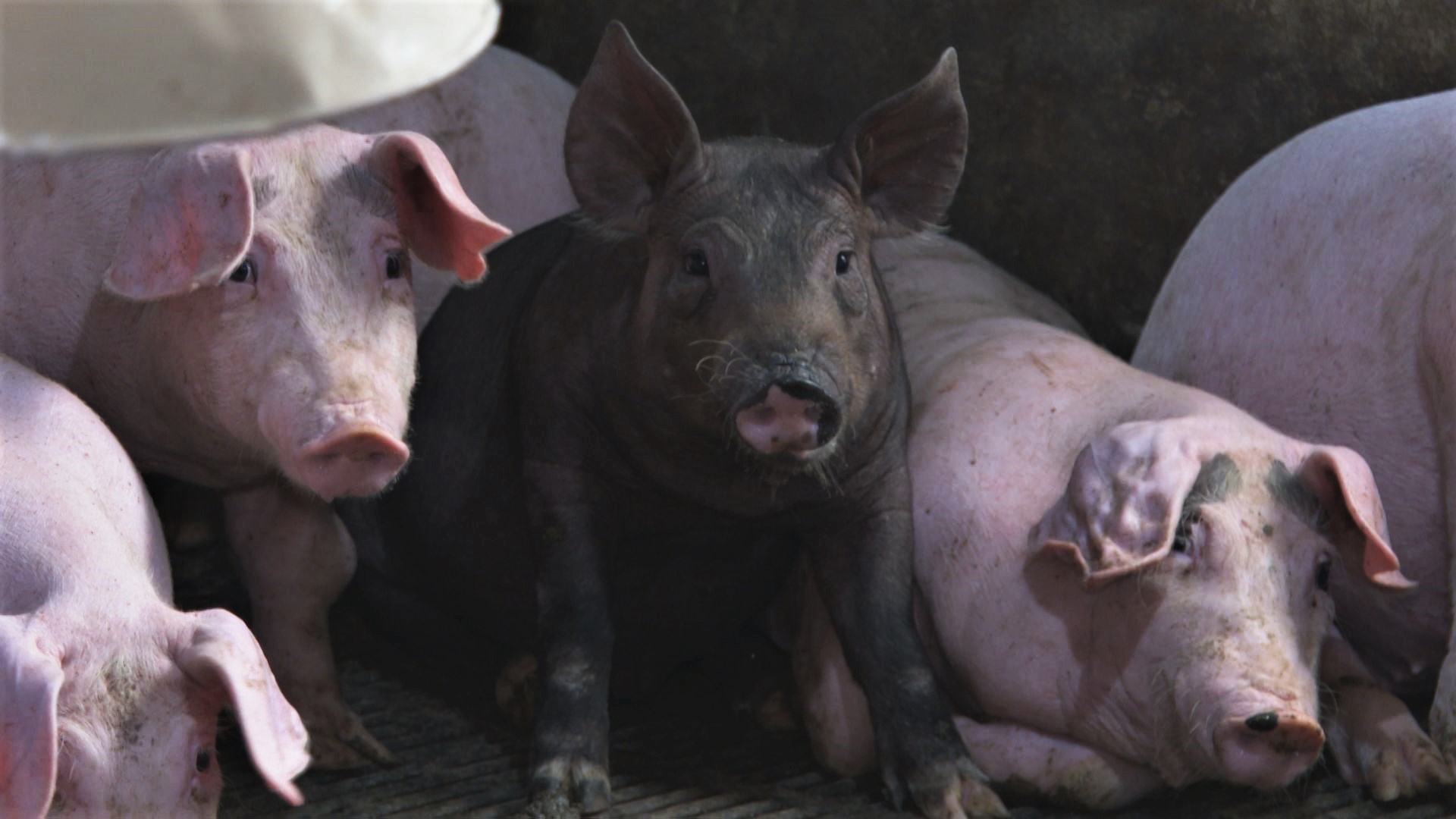 台灣第2例H1N2v流感現蹤 中部禽畜養殖戶7歲女童確診 ｜ 公視新聞網 PNN