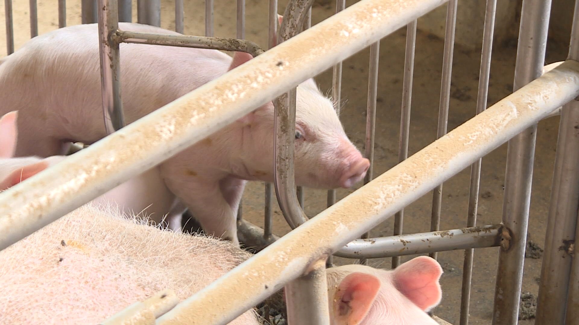 เด็กหญิงวัย 7 ขวบ ป่วยไข้หวัดใหญ่ H1N2v รายที่ 2 ในไต้หวัน ｜ 公視新聞網 PNN