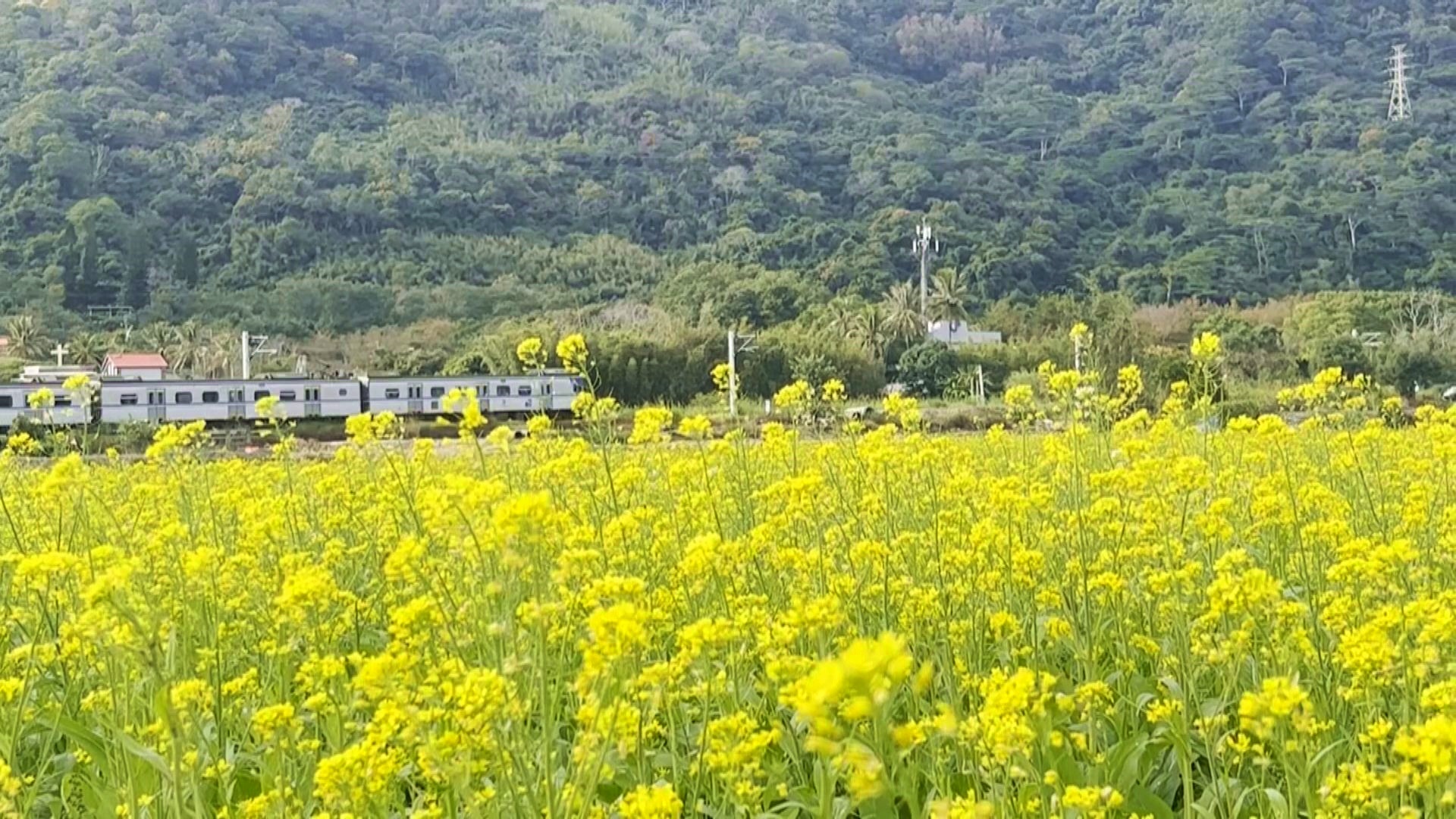 Lautan bunga canola emas jadi daya tarik wisatawan di Hualien dan ...