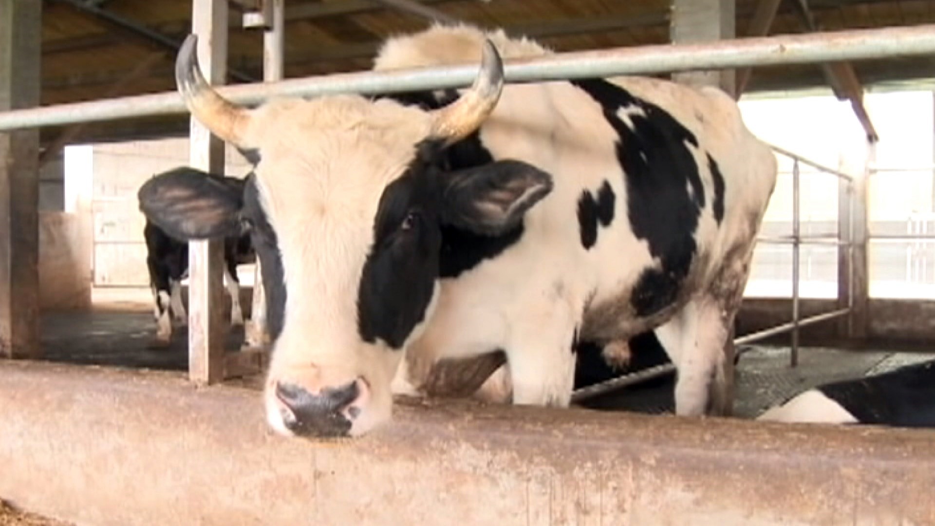 Masa pengumuman 30 hari, Taiwan berencana buka impor daging sapi Kanada ｜ 公視新聞網 PNN