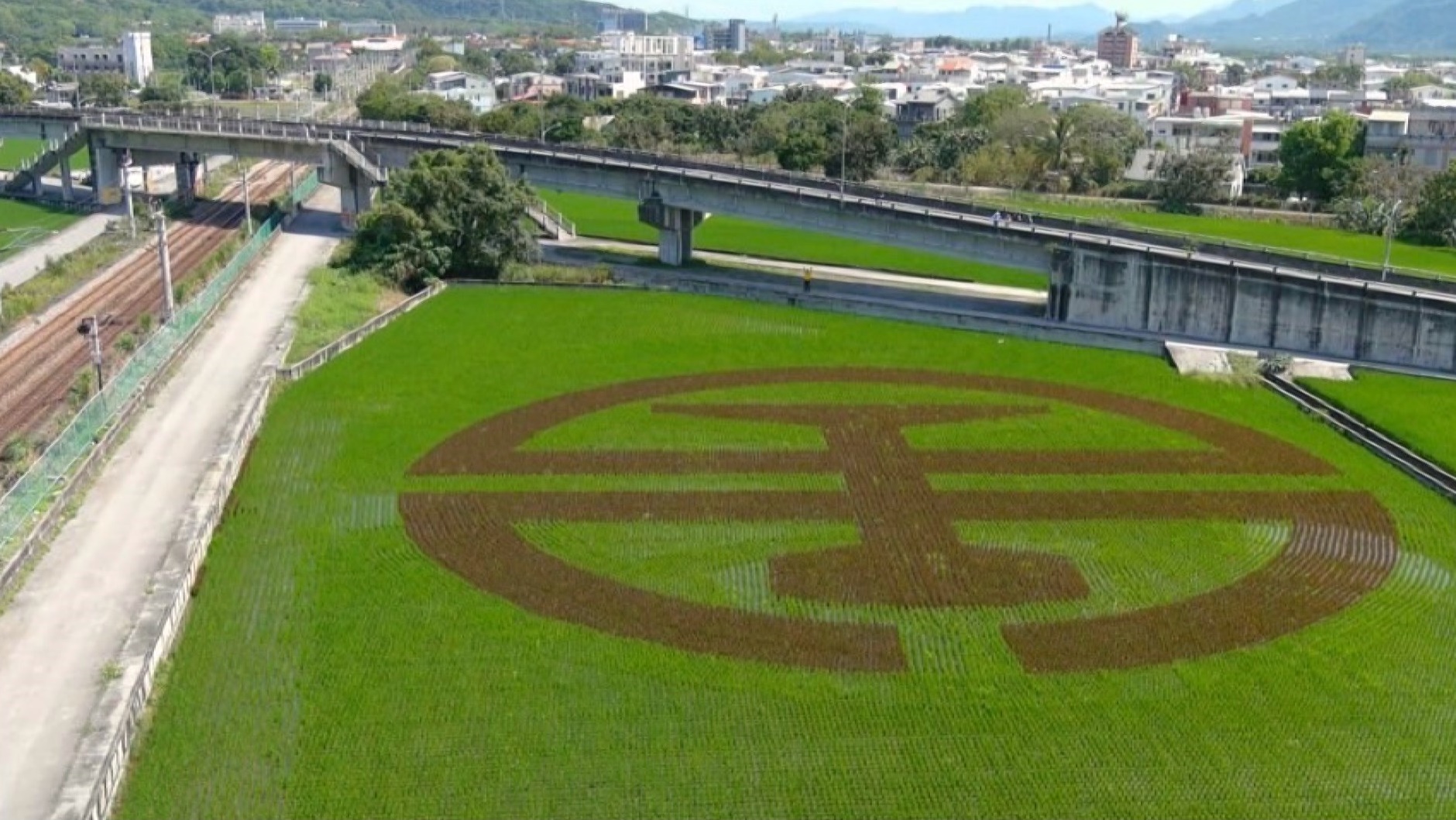 Kolaborasi TRA-petani Yuli, logo TRA terpampang di ladang padi ｜ 公視新聞網 PNN