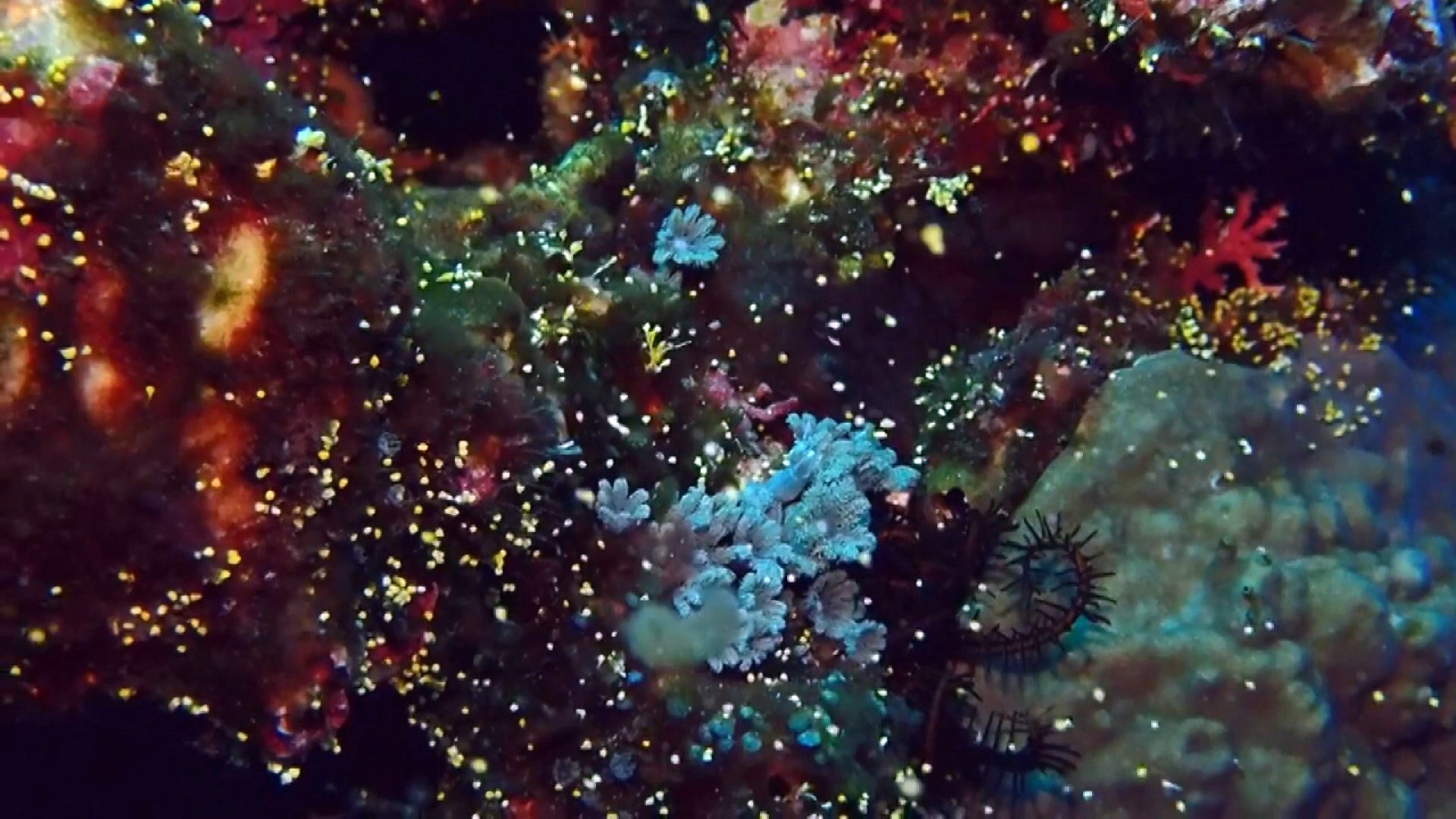 Spons di Pulau Hijau semprotkan telur seolah-olah turun salju ｜ 公視新聞網 PNN