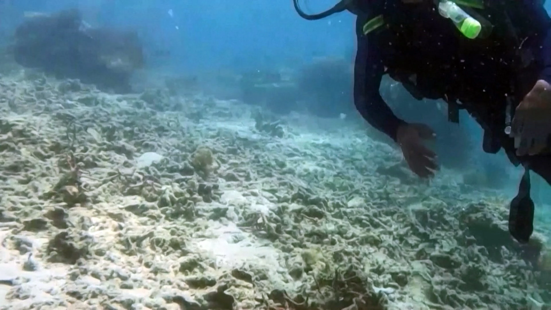 Nelayan gunakan bom ikan, yang turut menghancurkan terumbu karang laut ...