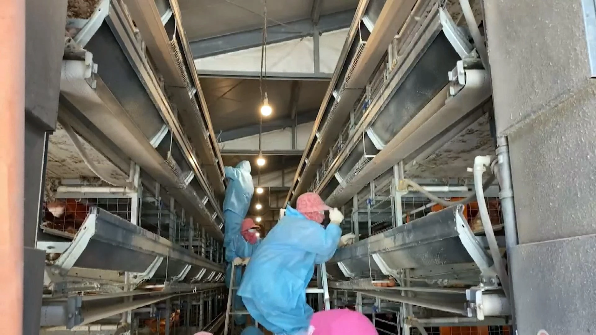 พบเชื้อ H5N1 ระลอกแรกหนาวนี้ มีไก่ถูกกำจัดไปแล้วกว่า 15,000 ตัว ｜ 公視新聞網 PNN