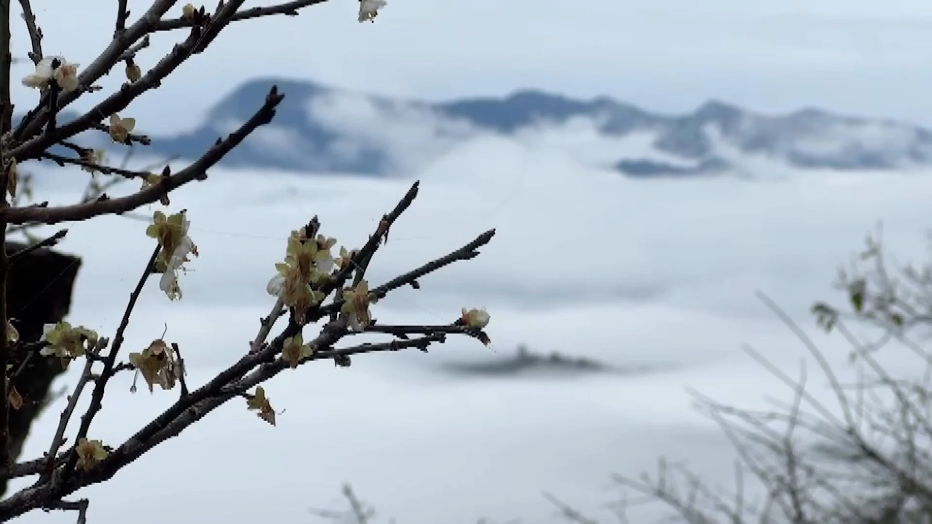 Hoa mơ nở sớm ở đường mòn Wu-long khu Mei-ling Đài Nam ｜ 公視新聞網 PNN