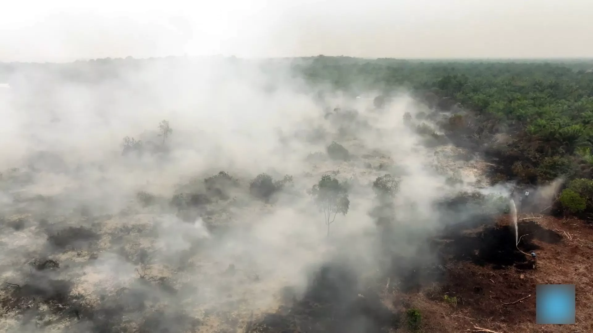 Transformasi bahan bakar di Indonesia, kebun kelapa sawit merusak hutan ...