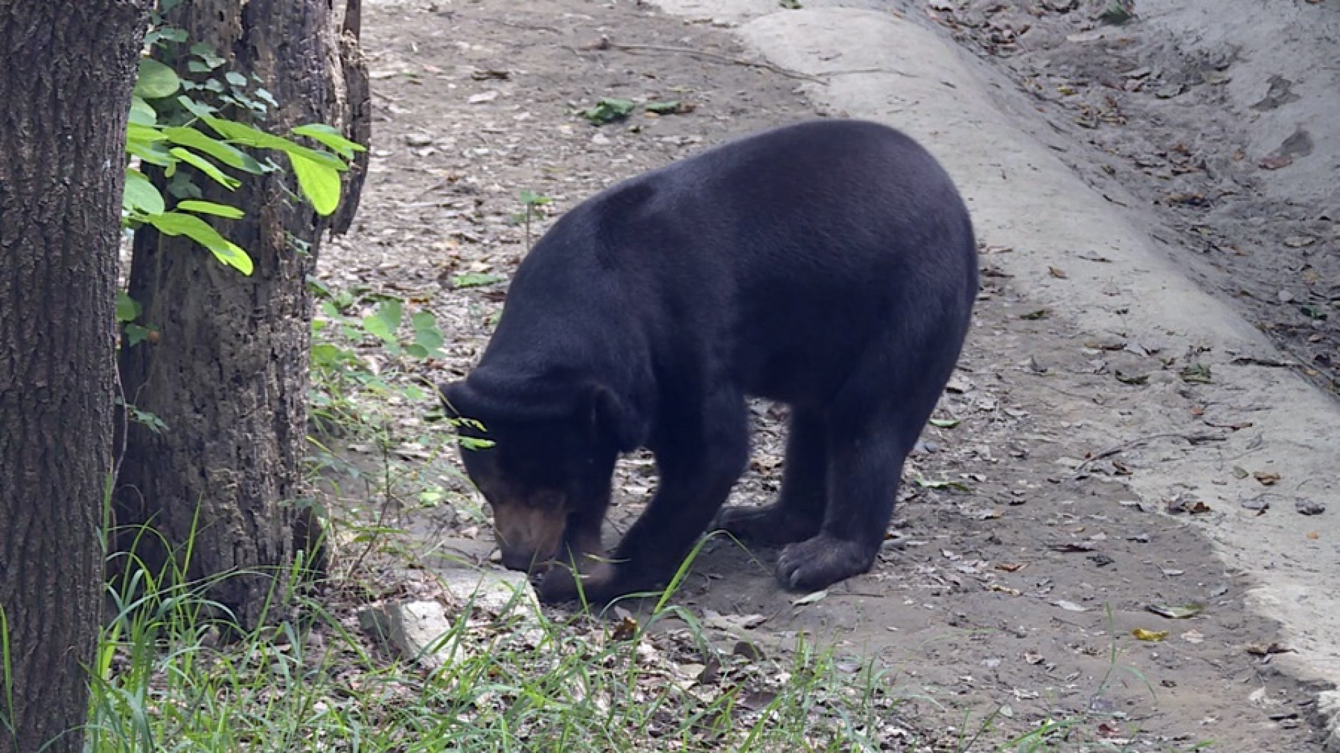 Shoushan Zoo, NPUST Provide Shelter for Abandoned Animals 壽山動物園與屏科大 長期 ...