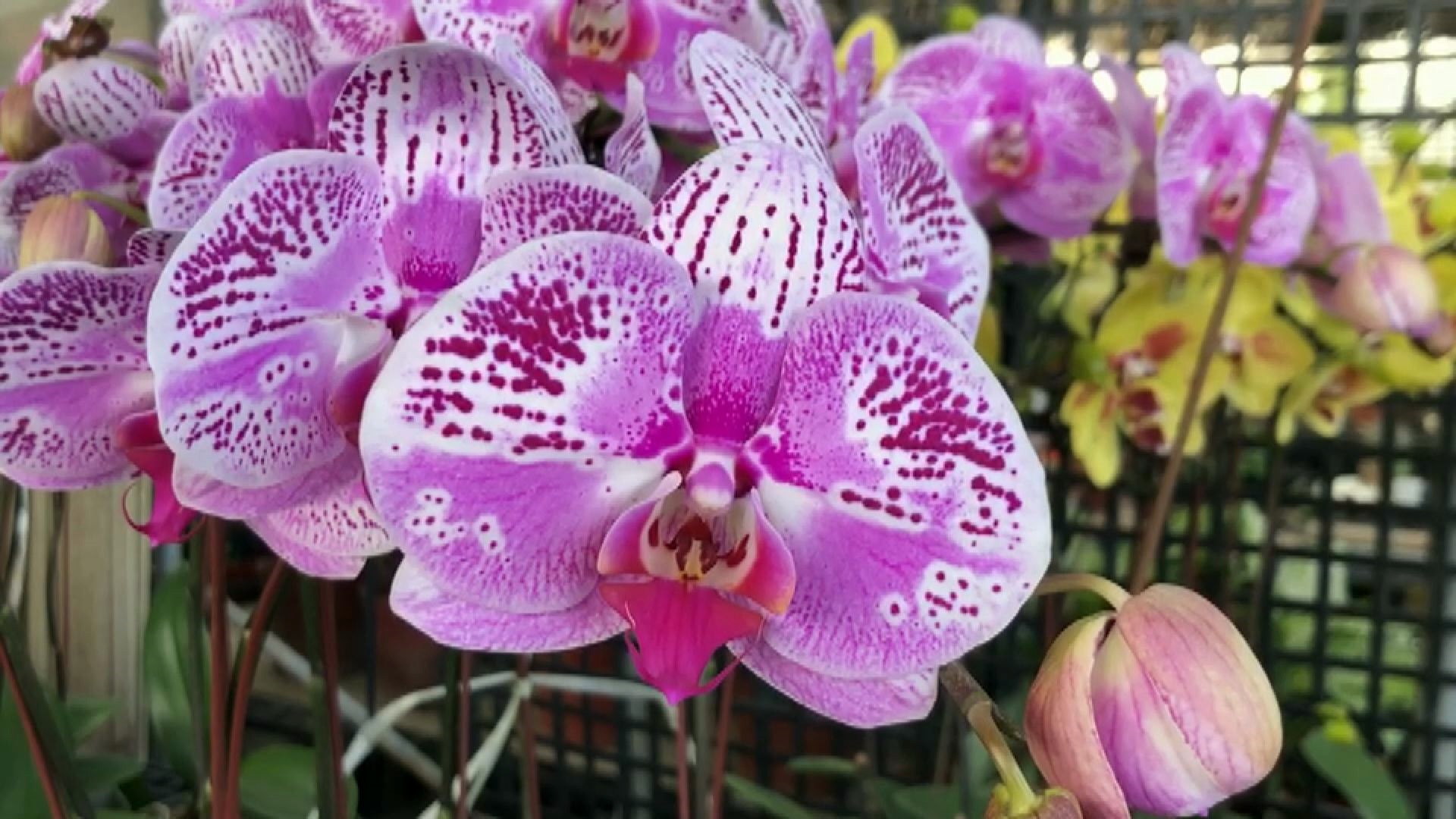 Bunga vas, buah-buahan laris manis menjelang imlek ｜ 公視新聞網 PNN