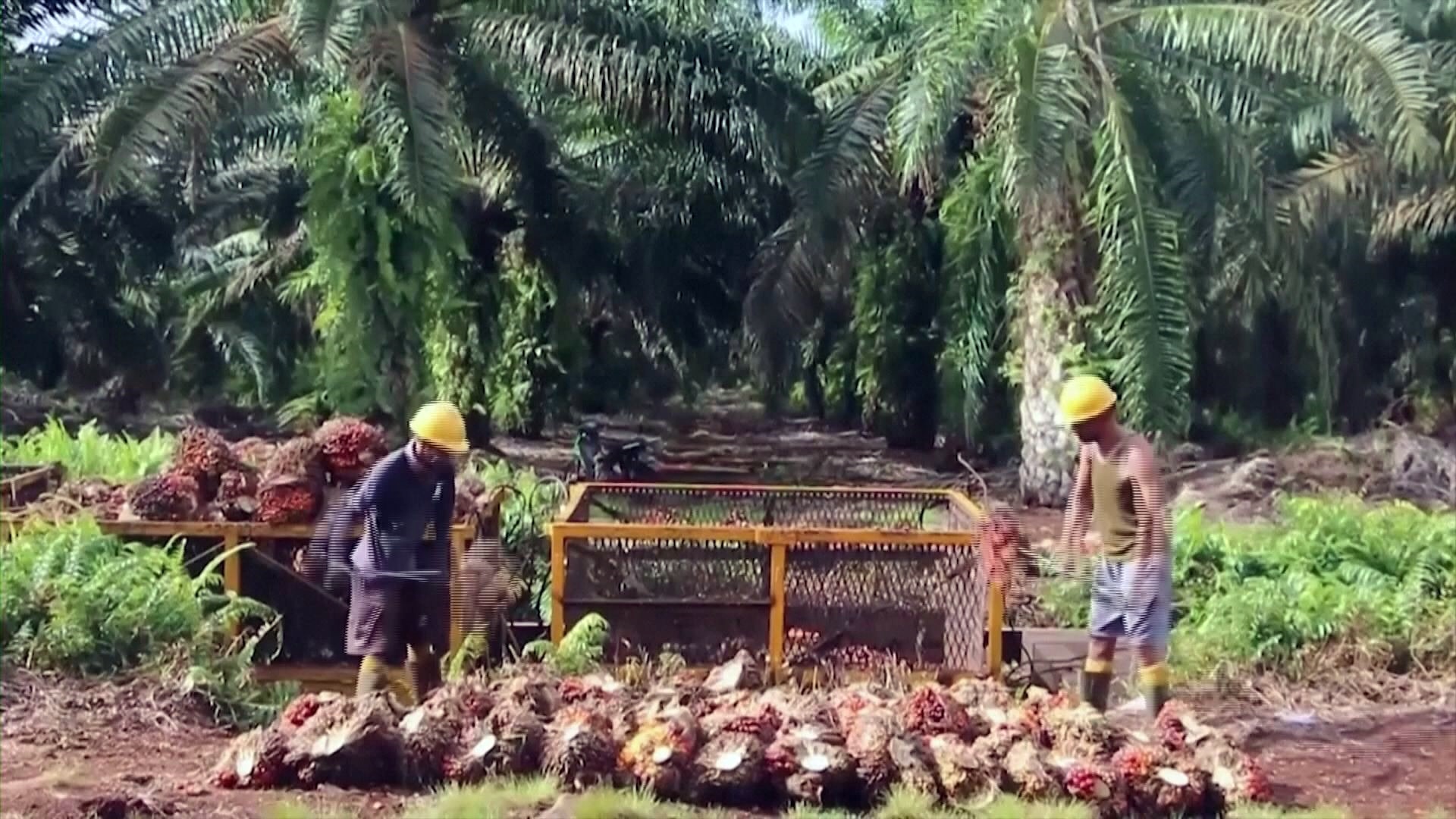 Indonesia terapkan larangan ekspor minyak kelapa sawit per 28 April ...