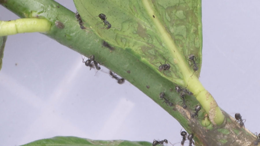 Semut hitam mudah menimbulkan bengkak dan gatal ｜ 公視新聞網 PNN