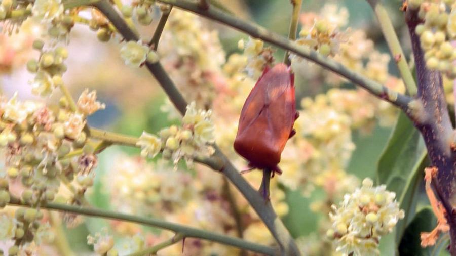 Musim mekar bunga lengkeng berpotensi timbulkan wabah hama ｜ 公視新聞網 PNN