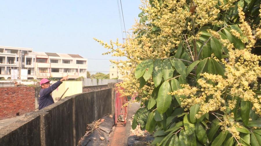 Musim mekar bunga lengkeng berpotensi timbulkan wabah hama ｜ 公視新聞網 PNN